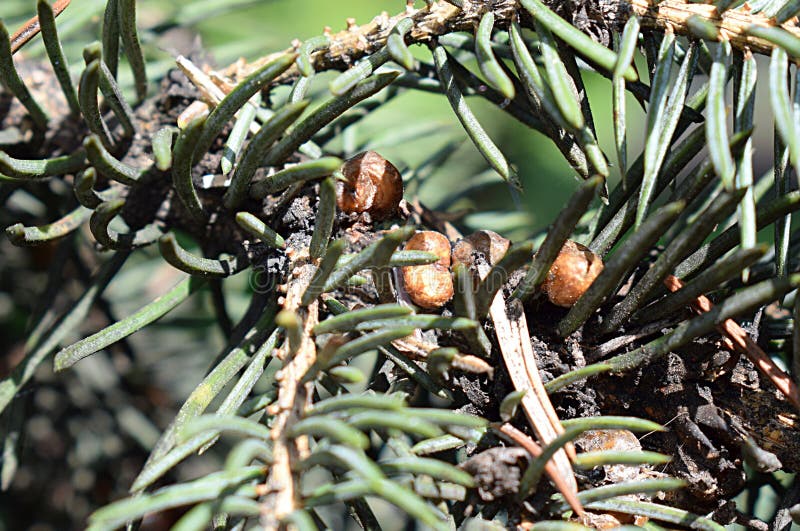 Spruce Bud Scale Scale Insects Known As the Bud Scales Stock Image ...