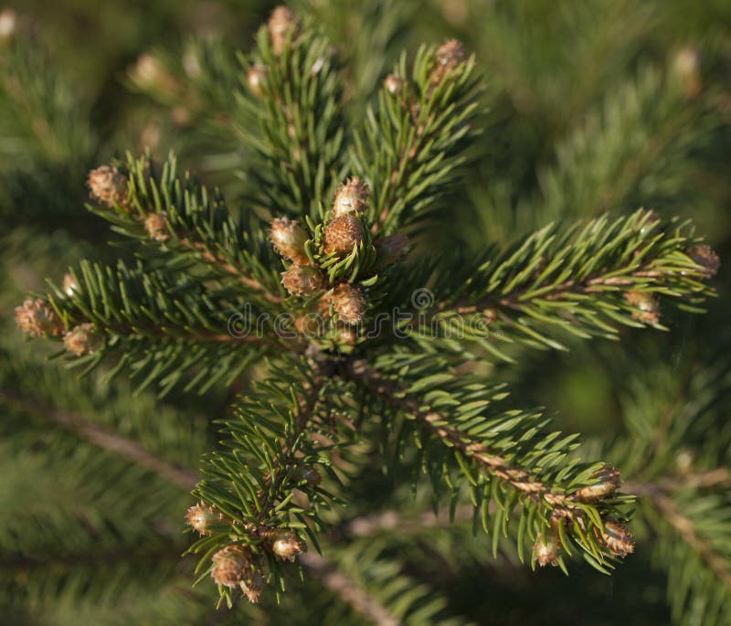 Spruce Bud in the Spring, in May, Close-up Against the Top of the Tree ...