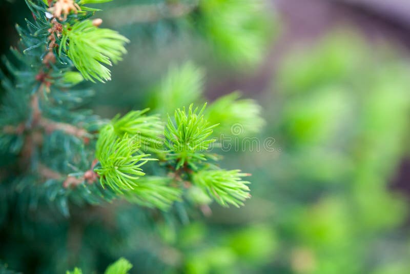 Spruce buds stock image. Image of green, bright, growing - 93500299