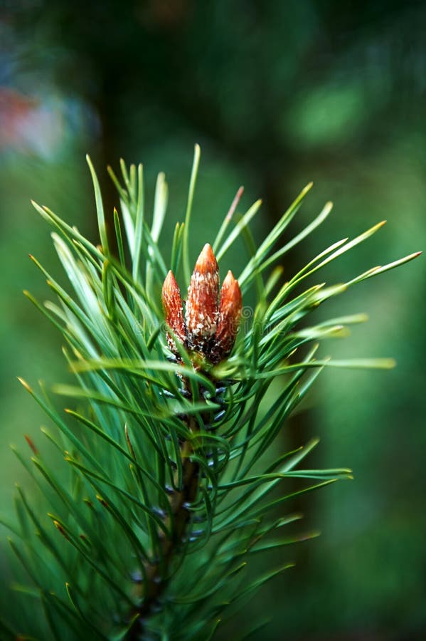 Spruce Buds, Ripened in the Spring. the Growth of a Plant, Close Stock ...