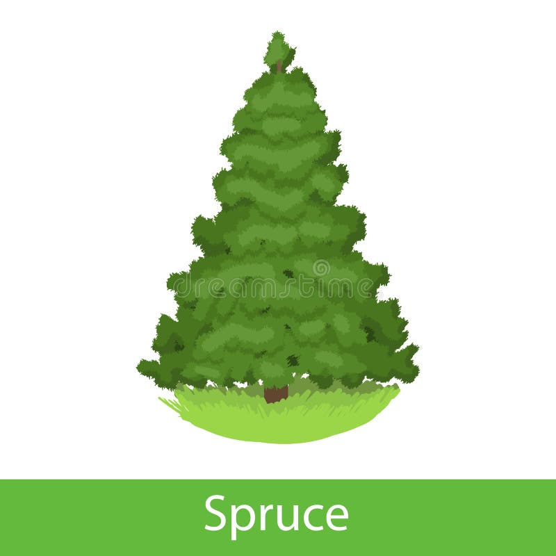 Spruce cartoon tree stock vector. Illustration of encyclopedia - 125220414