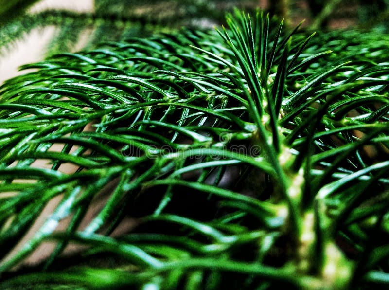 Spruce close up photo stock photo. Image of grass, flower - 212958698