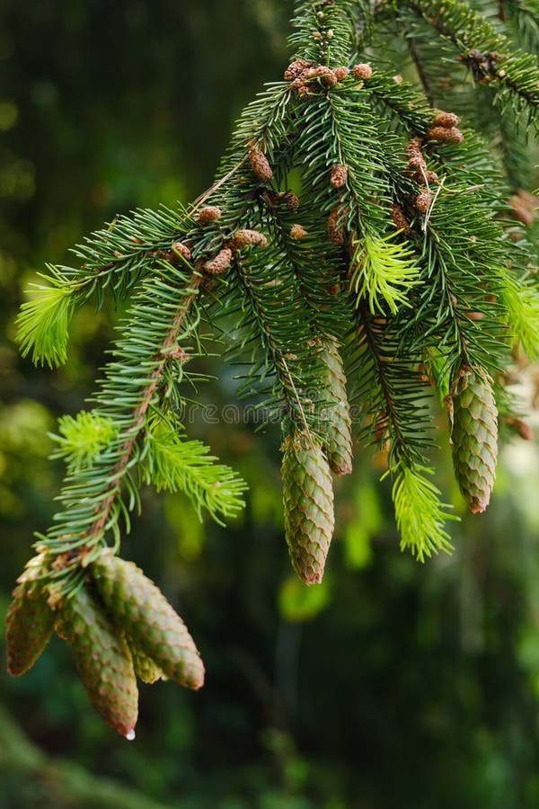 Spruce Cone on a Branch of a Spruce Tree in the Forest in Nature Stock ...