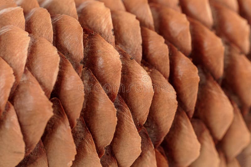 Spruce Cone, Close-up, Macro, Structure, Cone Seeds, Differences ...