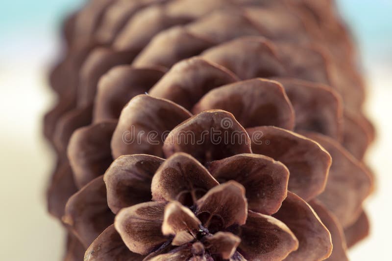 Spruce Cone Close Up. Opened Spruce Cone Stock Photo - Image of nature ...