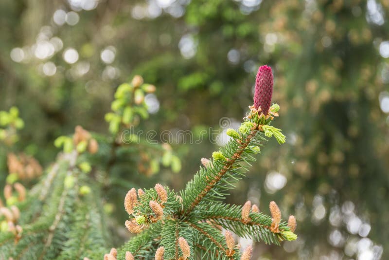 Spruce Cone Flower Bud - Close-up Stock Photo - Image of bourgeon ...