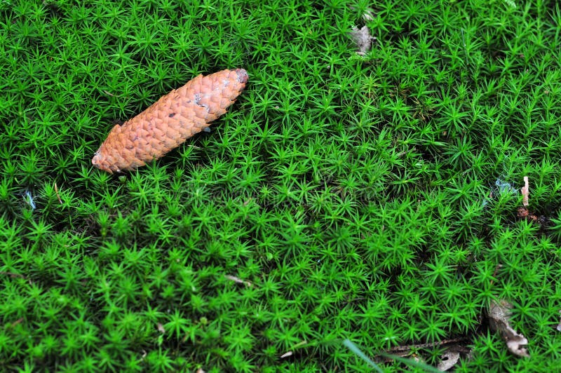 Spruce cone lying on moss. stock image. Image of closeup - 100977781