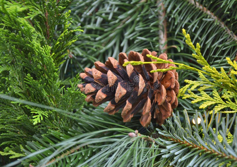 Spruce cone on tree branch stock photo. Image of season - 131992064