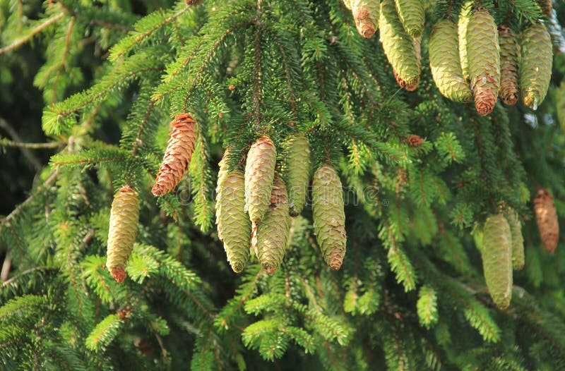 Spruce cones stock photo. Image of cone, outdoor, botany - 98588902
