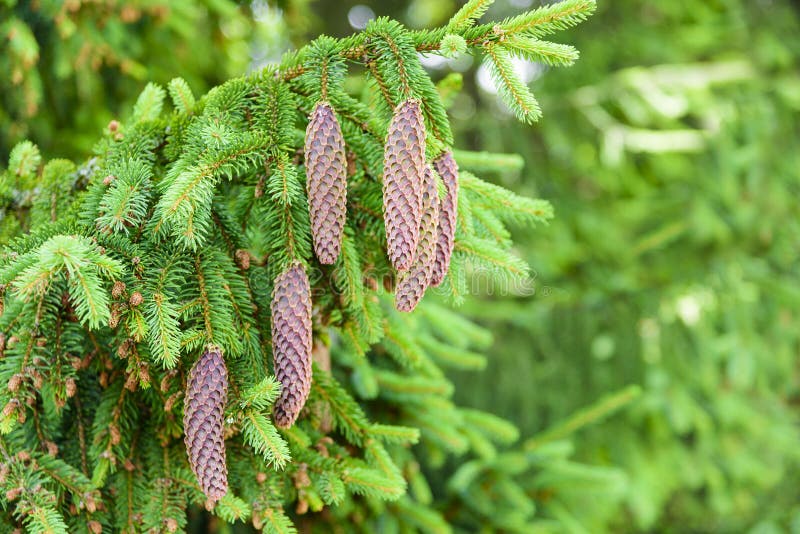 Spruce with cones stock photo. Image of scenic, branch - 57547572