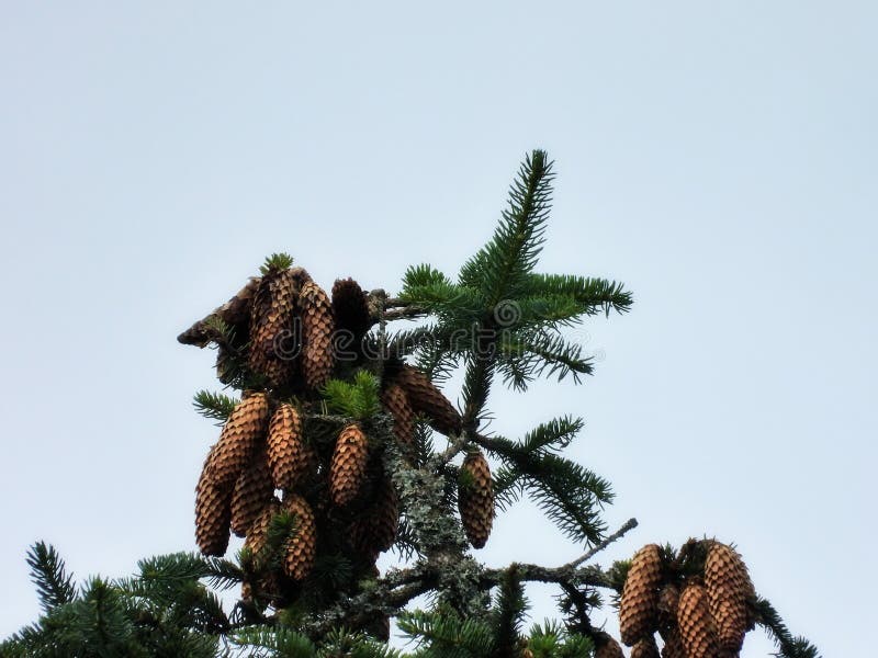 Conifer Crown stock image. Image of picea, seeds, needle - 310591077