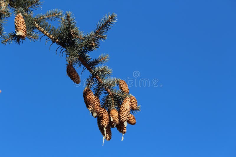 Spruce Cones Dripping Sap in Early Winter Stock Photo - Image of tree ...