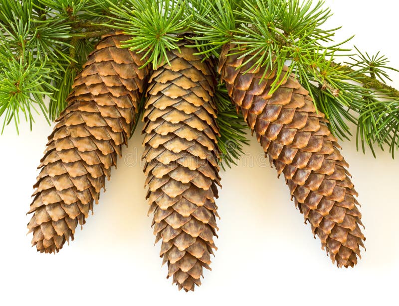 Spruce cones with foliage stock photo. Image of decorative - 27079356