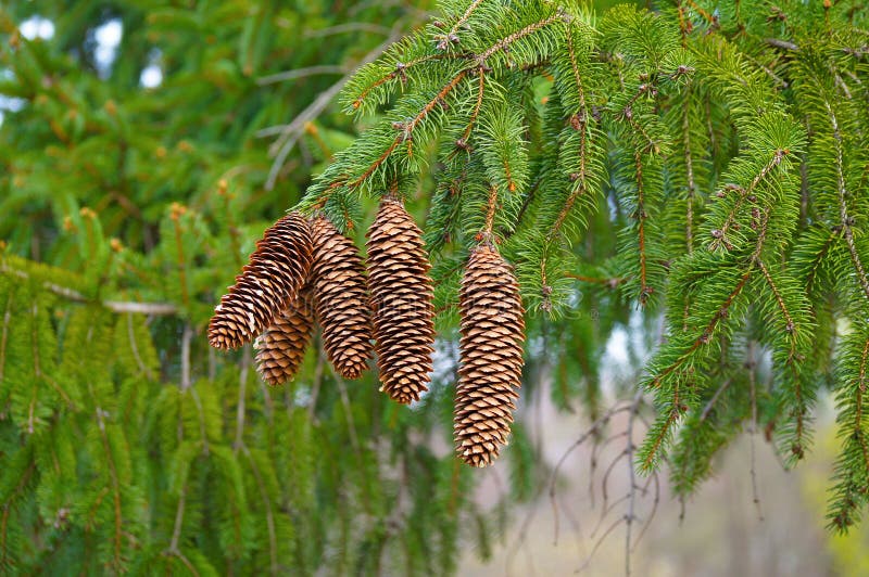 Spruce Cones Hanging from the Branch. Stock Photo - Image of five ...