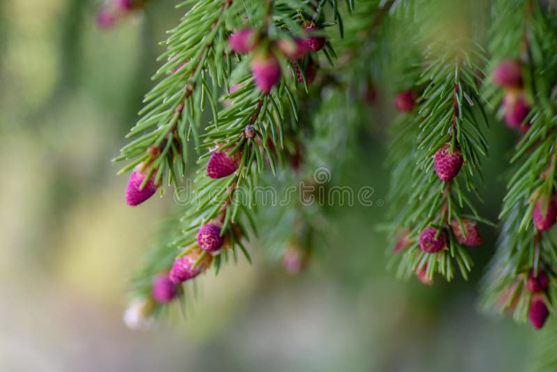 Spruce Cones that Turn Red. Stock Photo - Image of spruce, spring ...