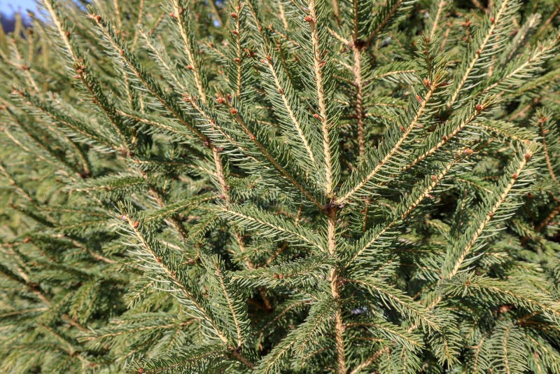 Spruce Conifer, Green All Year Round. Stock Photo - Image of pine, wood ...