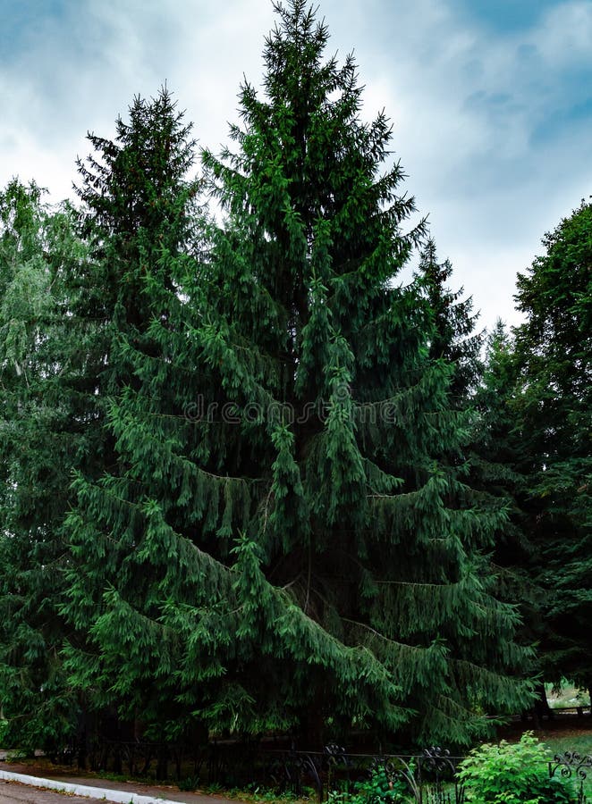 Spruce Coniferous Green Tall Coniferous Tree in the Park Stock Photo ...