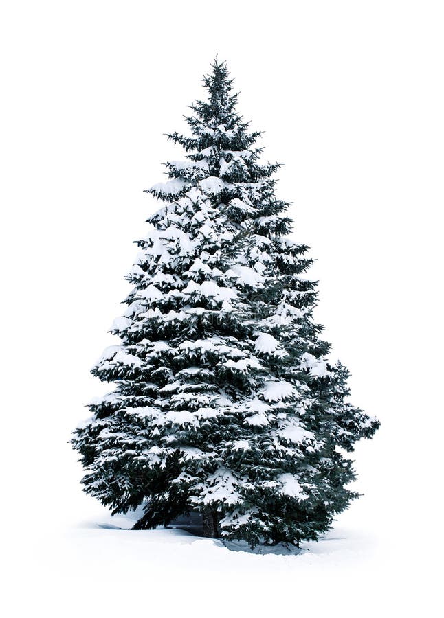 Spruce covered with snow stock photo. Image of snow, single - 37273240