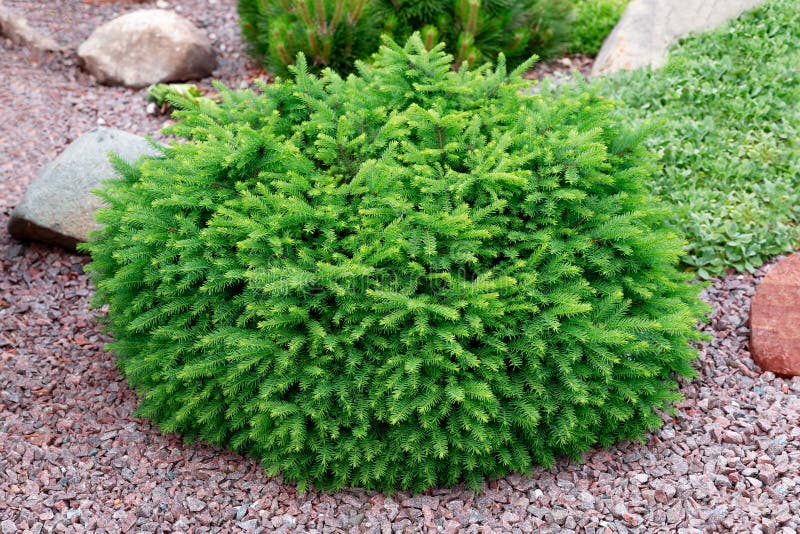 Spruce Dwarf Spherical.bright Green Tree.Ð¡oncept of Care for Conifers ...