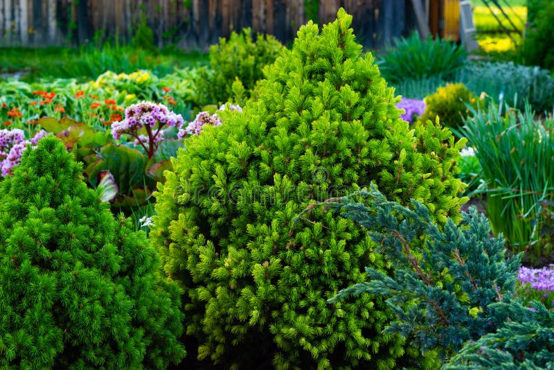 Spruce, Evergreen Spruce in Landscape Design in the Botanical Garden ...