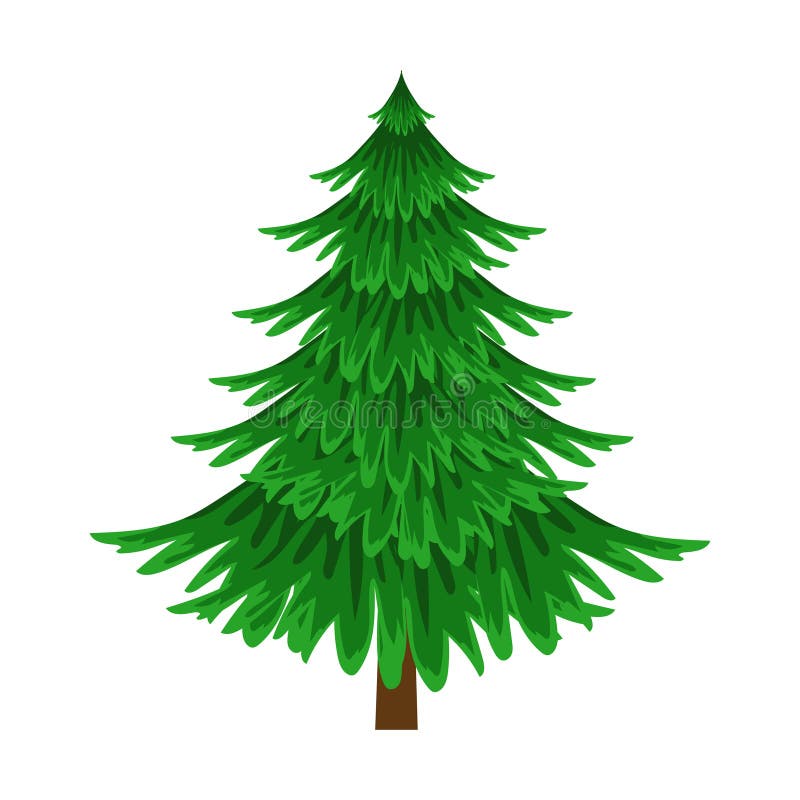 Evergreen Tree Illustration