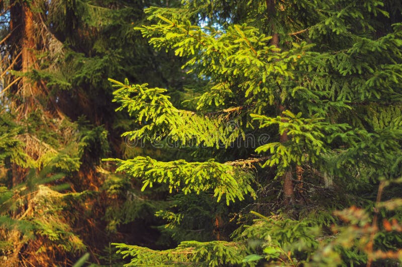 Spruce Fir Tree Branches with Green Needles Stock Image - Image of ...