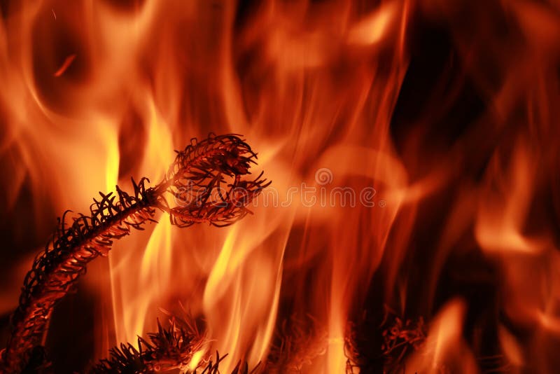 Spruce in the fire stock image. Image of covers, colors - 203518961