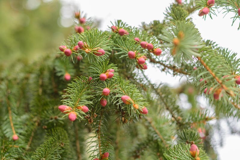 Spruce Flower Bud - Close-up Stock Photo - Image of strobilus, copse ...