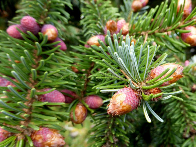 Spruce with Flower Buds in Spring Stock Photo - Image of macro, needles ...
