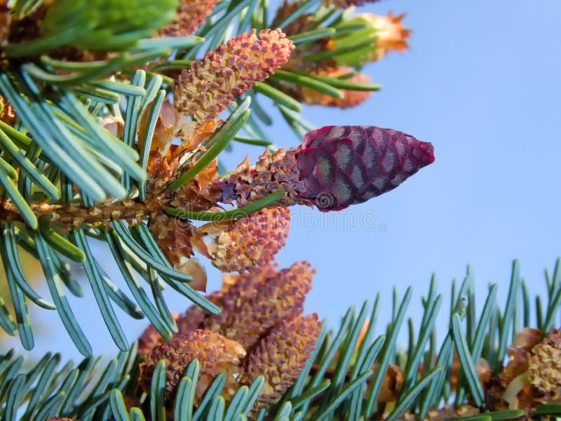 Spruce with Flower Buds and Young Growing Spruce Cone Stock Image ...