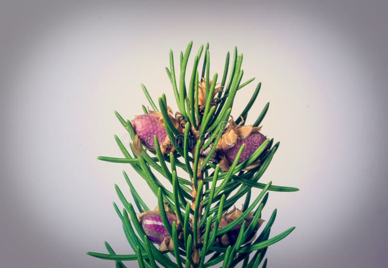 Spruce flowering stock photo. Image of bumps, nice, beautiful - 53676526