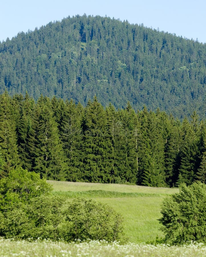 Spruce forest stock image. Image of scenic, woodland - 79088487
