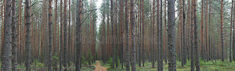 Old Rind of Red Spruce Tree Stock Photo - Image of forest, spruce: 20807880