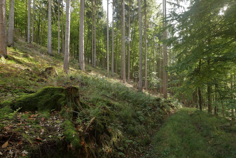 Spruce forest in autumn stock photo. Image of glade - 101810364