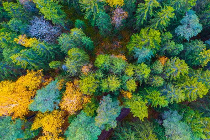Spruce Forest in Autumn with Yellow Deciduous Trees Top Aerial View ...