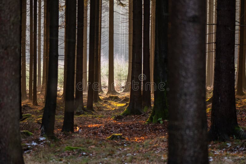 Spruce Forest with Beautiful Sunset Light and Tree Trunks Stock Photo ...