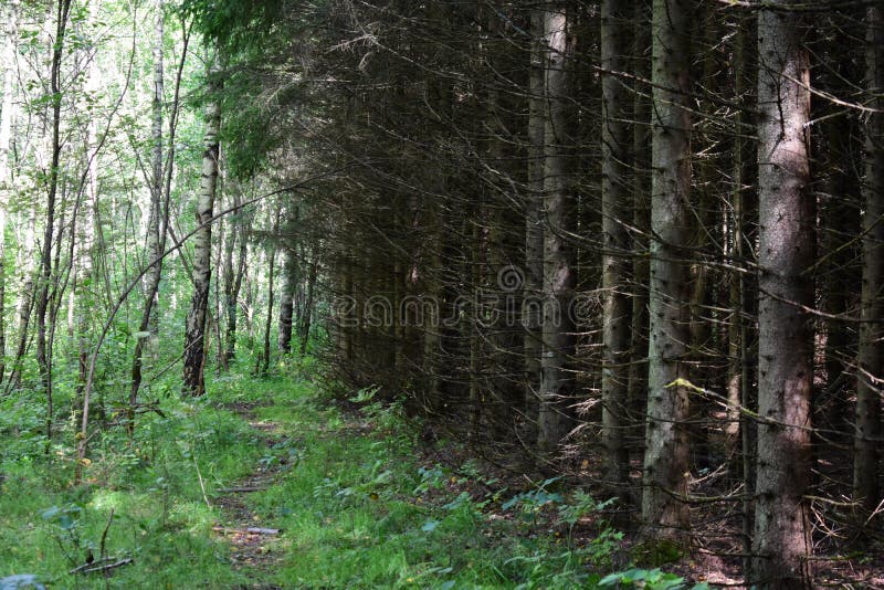 Spruce Forest. Branches of Trees and Grass Bent Over the Path. Green ...