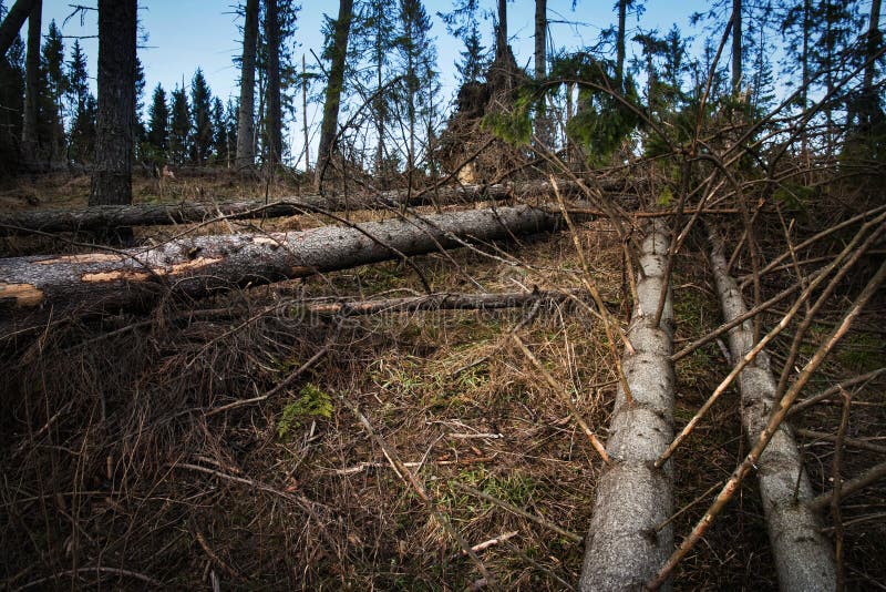 Spruce Forest with Broken Trees Stock Image - Image of storm, dead ...