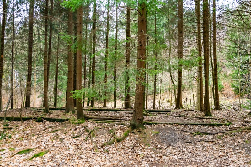 Spruce Forest on a Clear Day Stock Image - Image of road, edge: 319449803