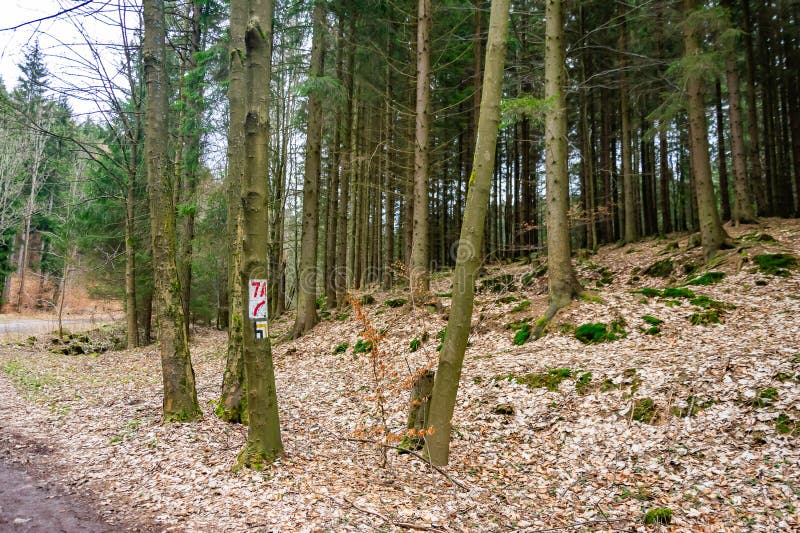 Spruce Forest on a Clear Day Stock Photo - Image of summer, park: 319449804