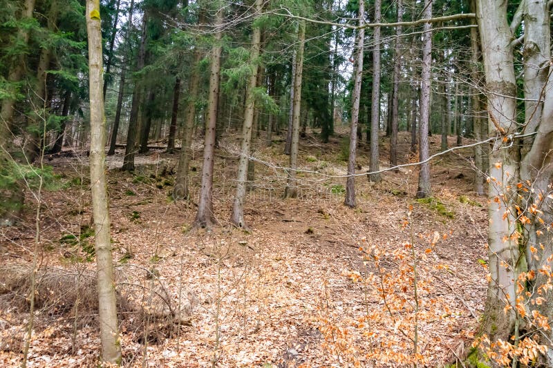 Spruce Forest on a Clear Day Stock Photo - Image of landscape, sunny ...