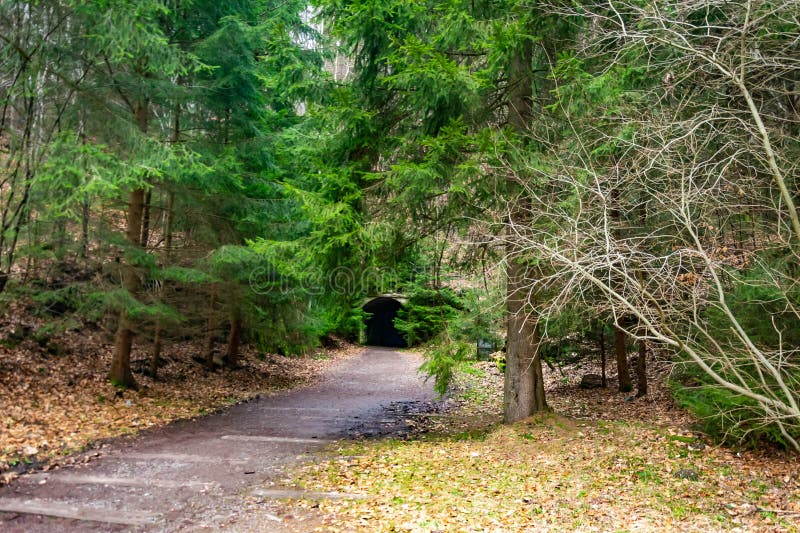 Spruce Forest on a Clear Day Stock Photo - Image of clouds, spruce ...