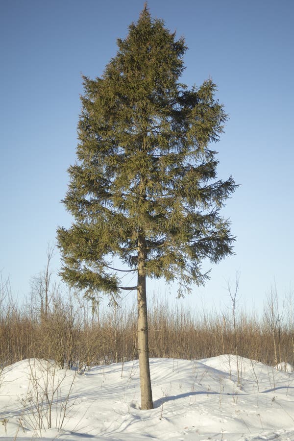 Spruce in the Forest. Coniferous Tree in Winter Stock Image - Image of ...