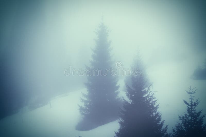 Spruce Forest in the Dark Mist Background Stock Image - Image of light ...
