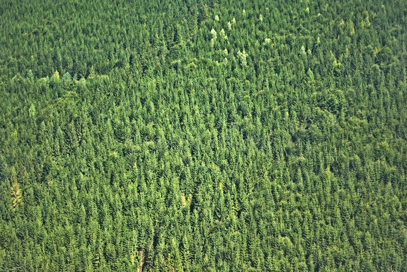 Spruce forest stock image. Image of structure, wild, vegetation - 48717231