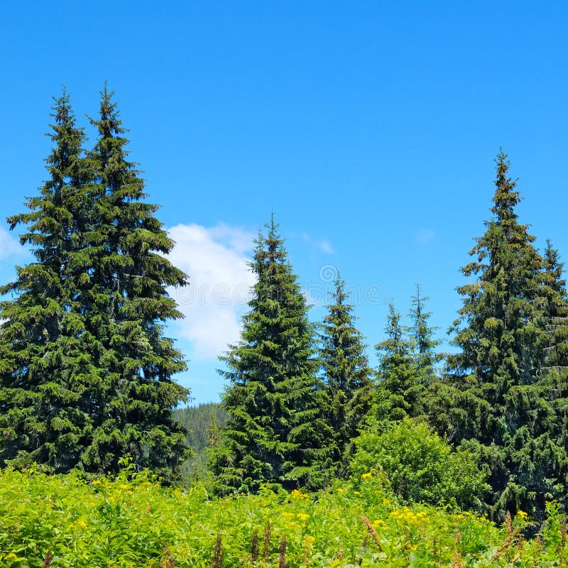 Spruce forest stock image. Image of grass, mountain, forest - 69310643