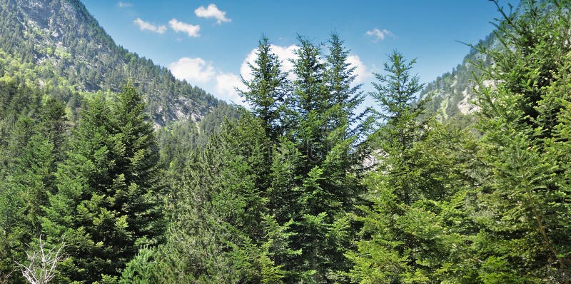Spruce Forest On A Hill Side Meadow In High Mountains Stock Image ...