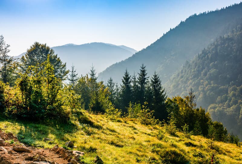 Spruce Forest on the Hillside Stock Image - Image of coniferous, field ...