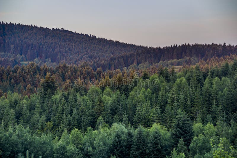 Spruce forest landscape stock image. Image of spruce - 128519685