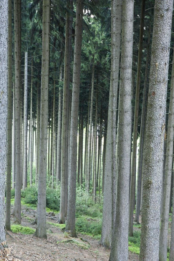 Spruce forest stock image. Image of scenic, woodland - 79088487
